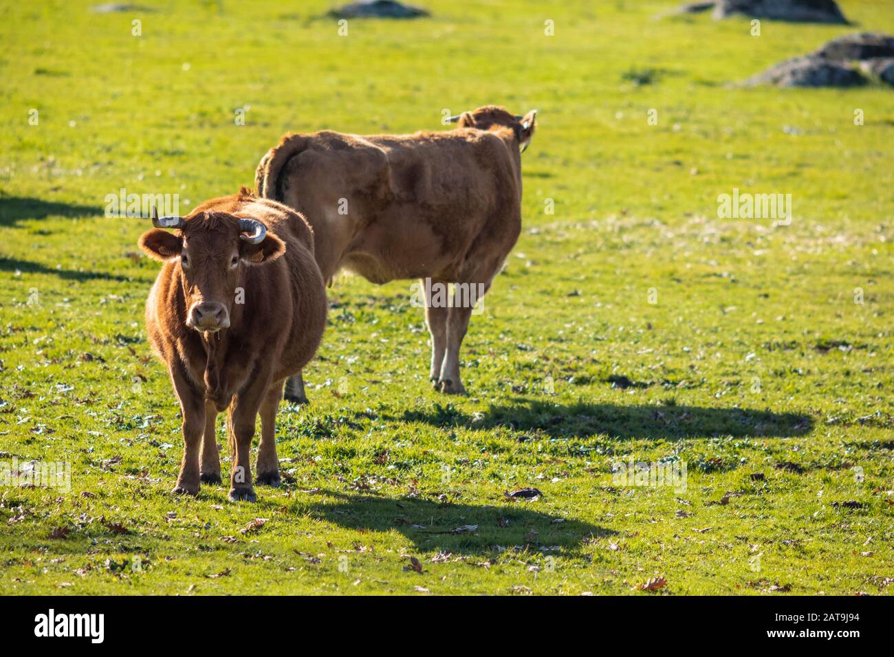 A herd of spanish cows hi-res stock photography and images - Alamy