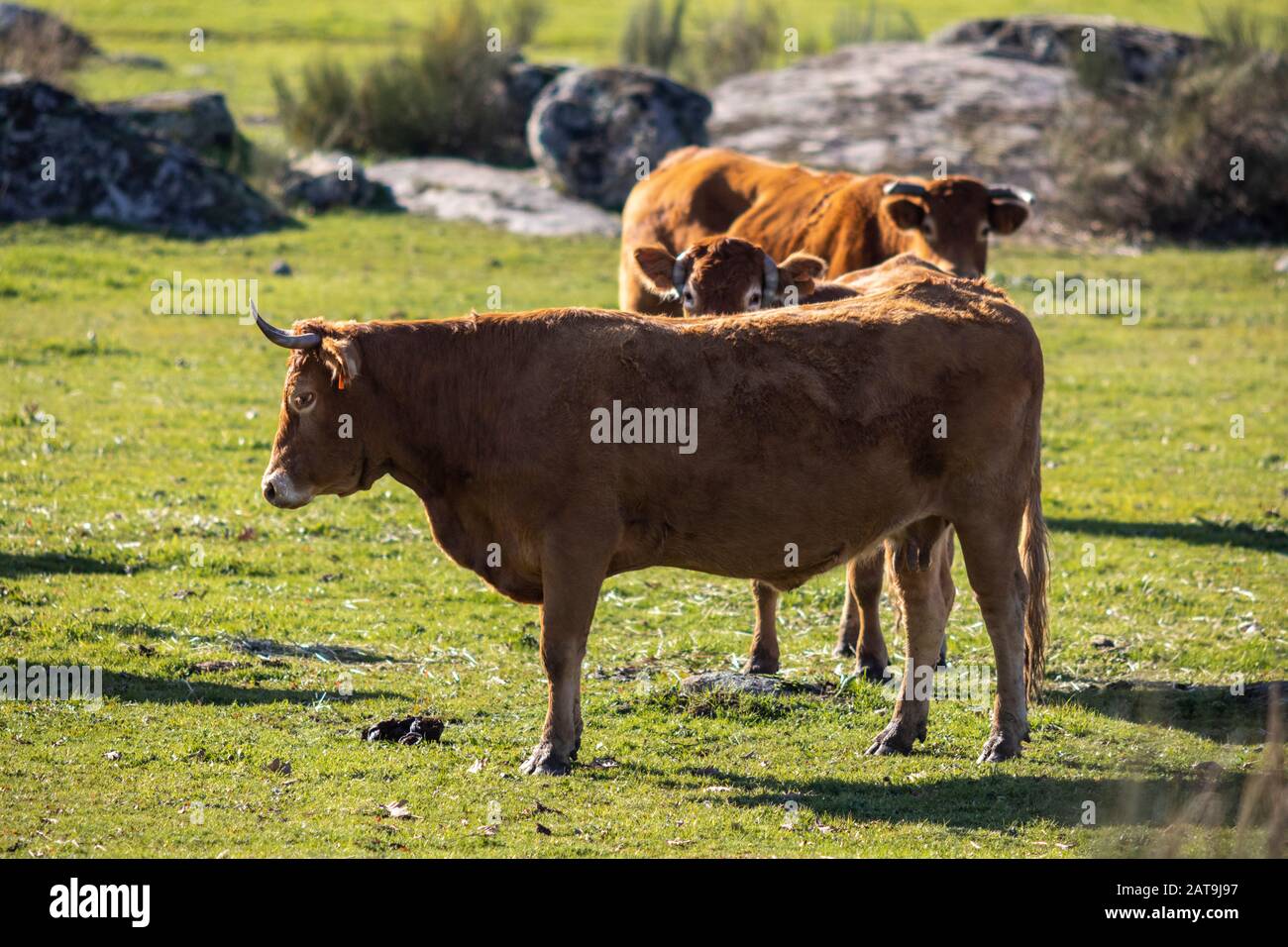 A herd of cows walking in the traditional Spanish countryside fields ...