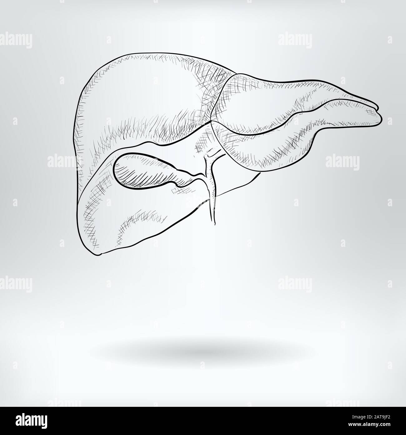Cartoon Symbol of Liver - Science Medical Concept - Drawing Sketch ...