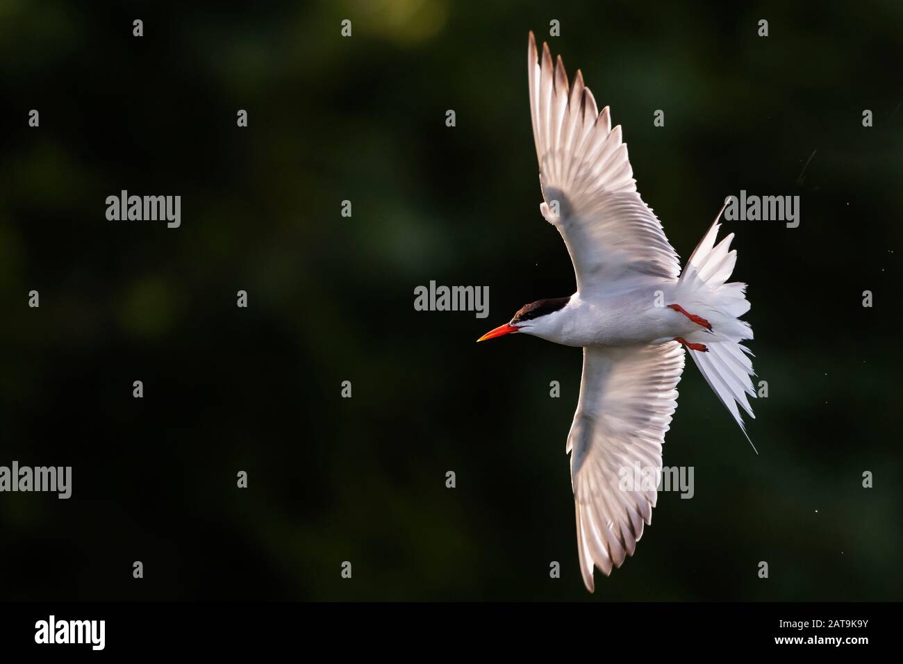 Adult common tern in flight Stock Photo - Alamy