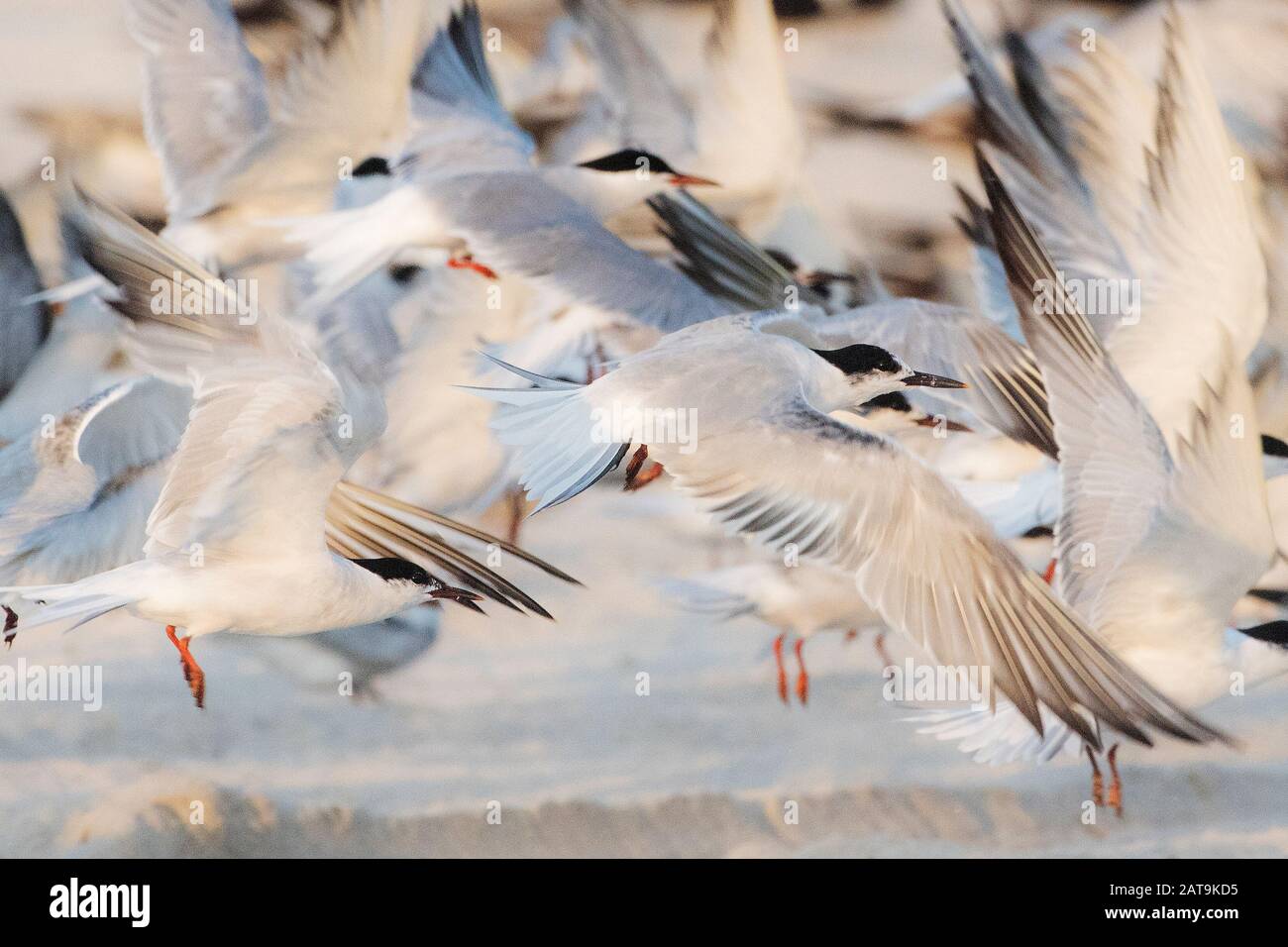 Flock of terns hi-res stock photography and images - Alamy