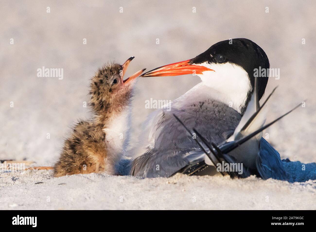 Baby birds up close hi-res stock photography and images - Alamy