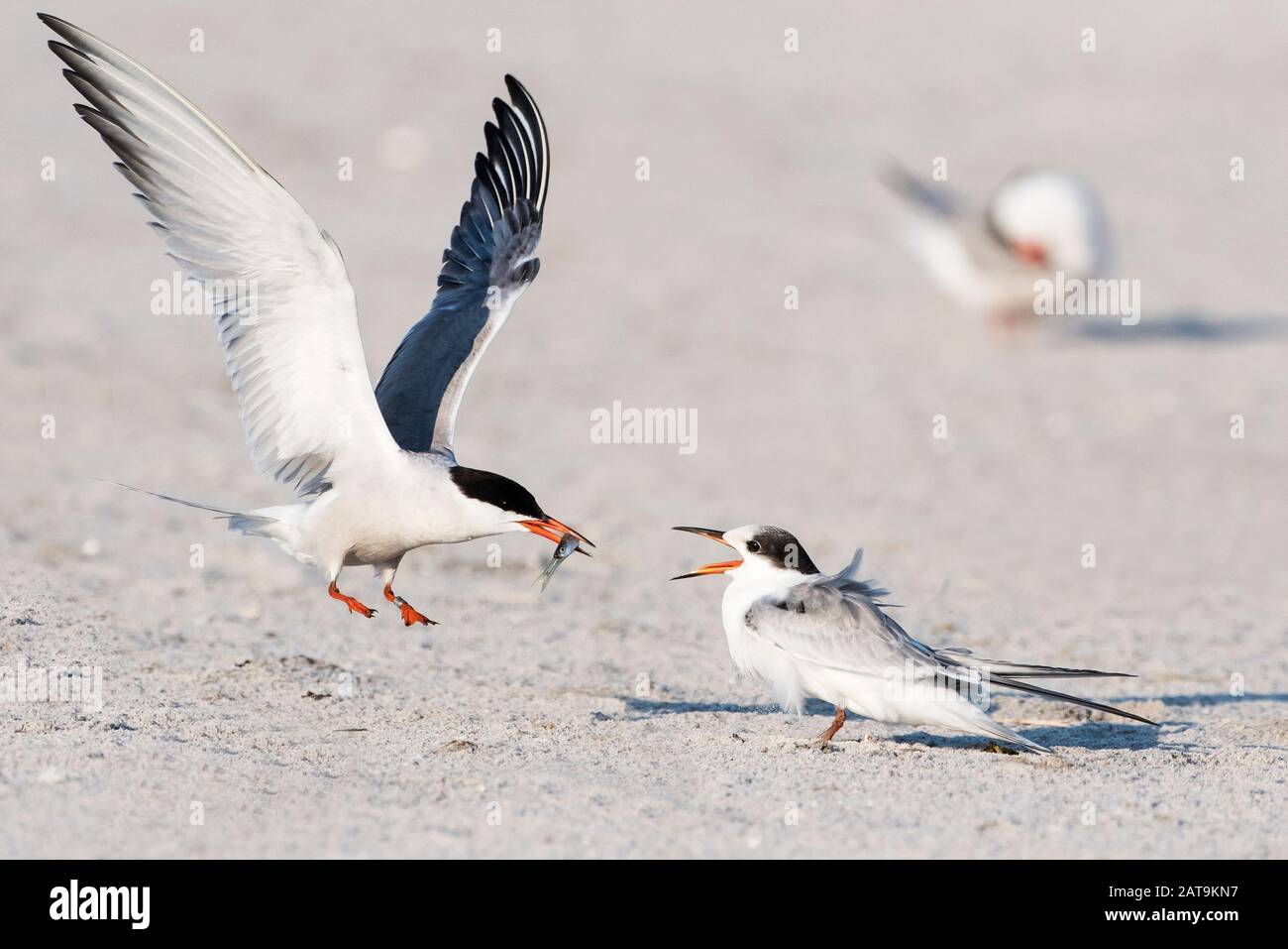 Adult common tern feeding fish chick on beach nesting ground Stock ...