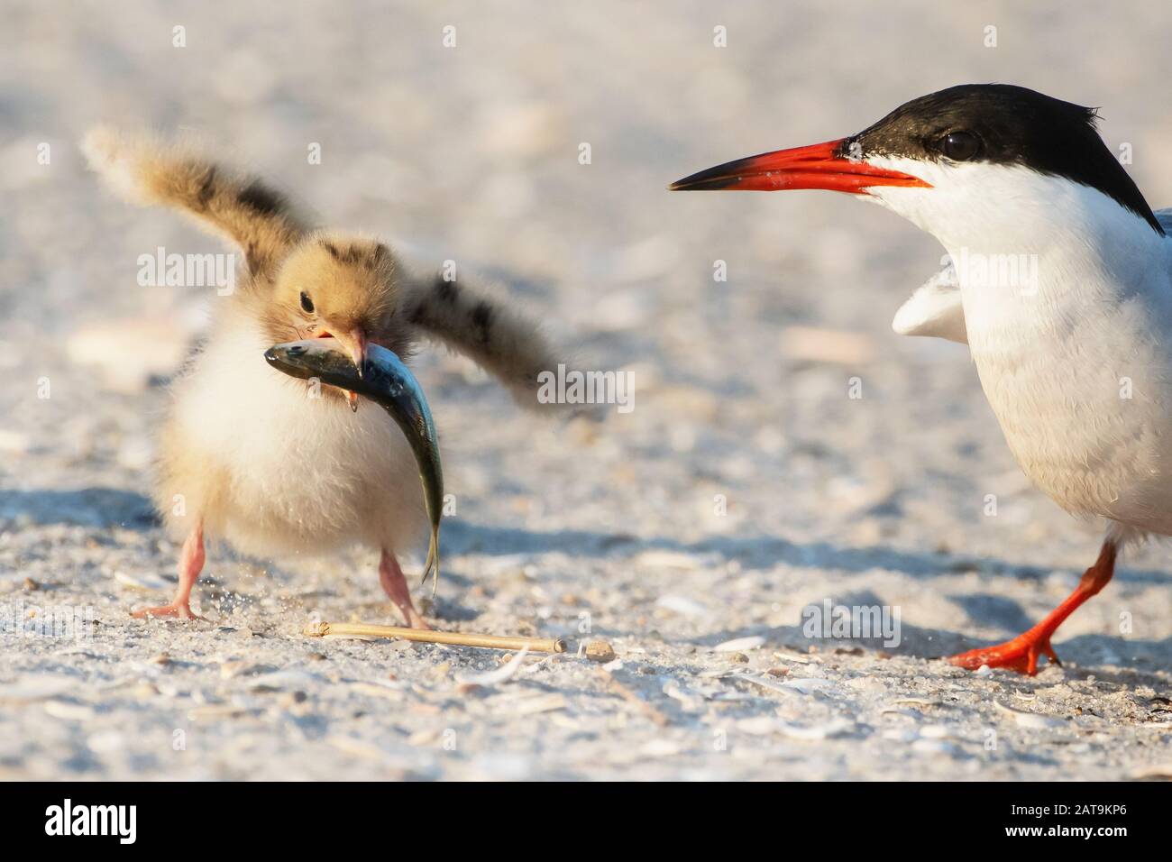 Adult common tern feeding fish chick on beach nesting ground Stock ...
