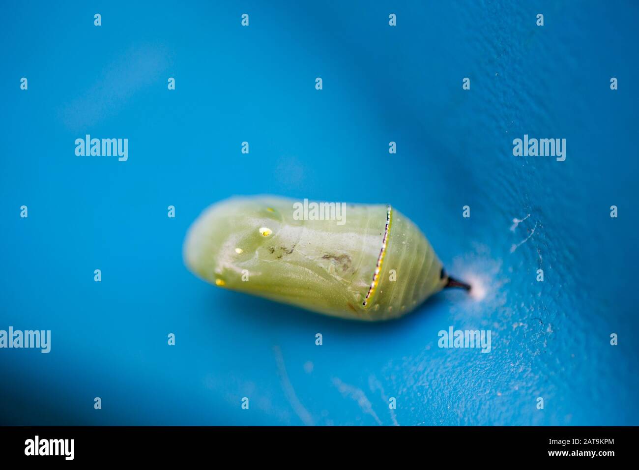 Monarch butterfly chrysalis one hi-res stock photography and images - Alamy