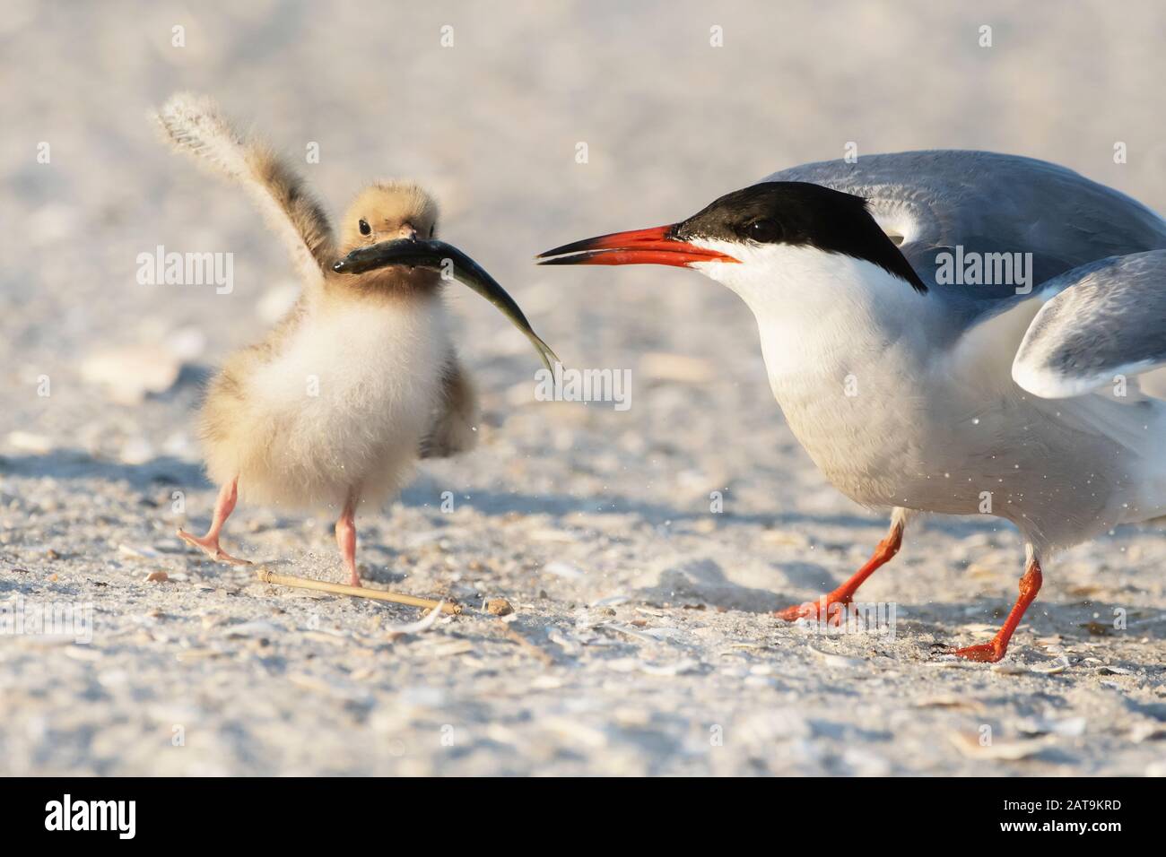 Ground feeding birds hi-res stock photography and images - Alamy