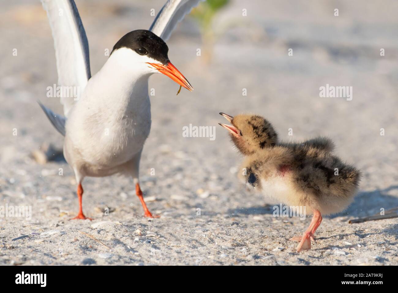 Adult common tern feeding fish chick on beach nesting ground Stock ...