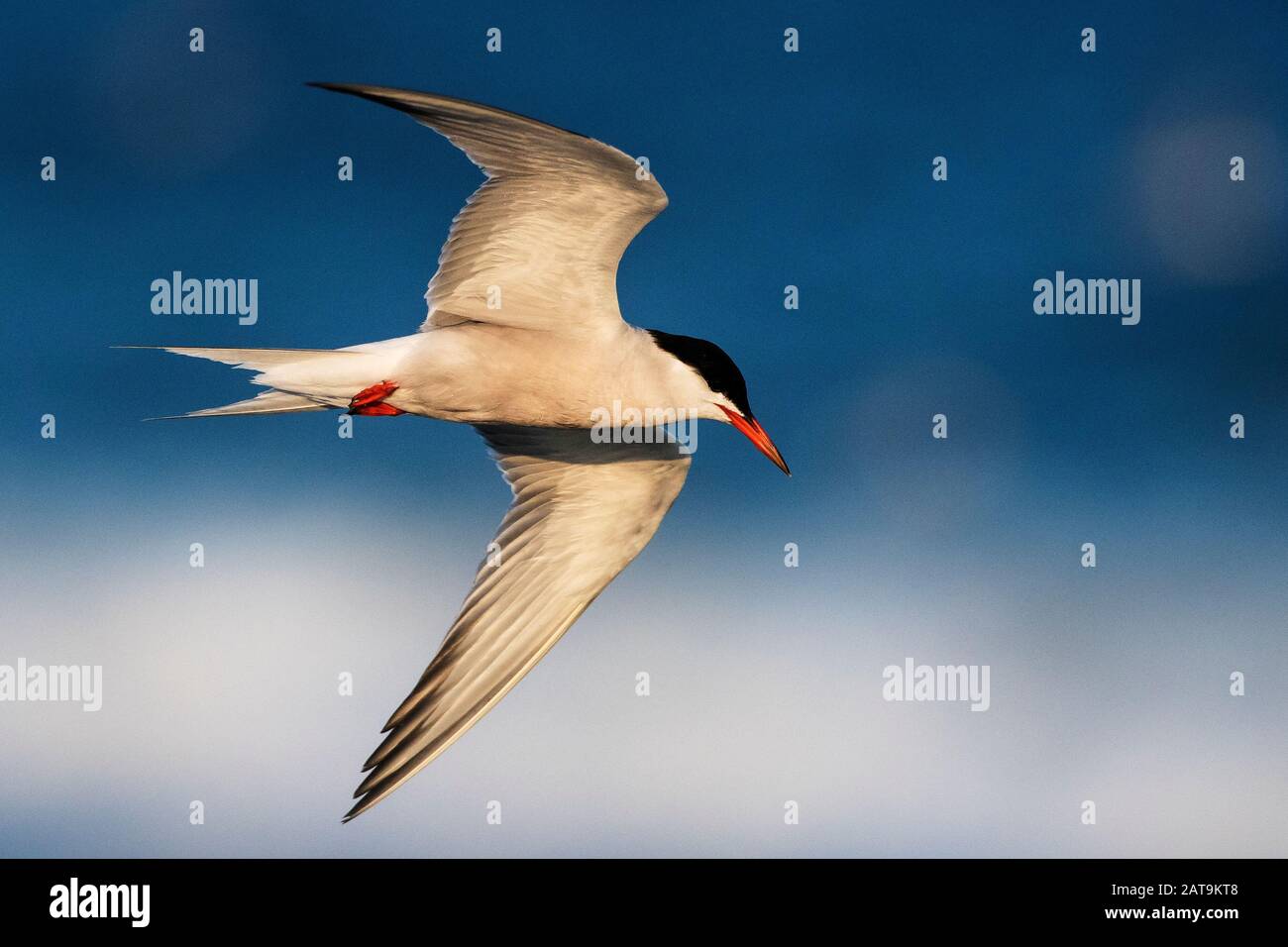 Adult common tern in flight Stock Photo - Alamy