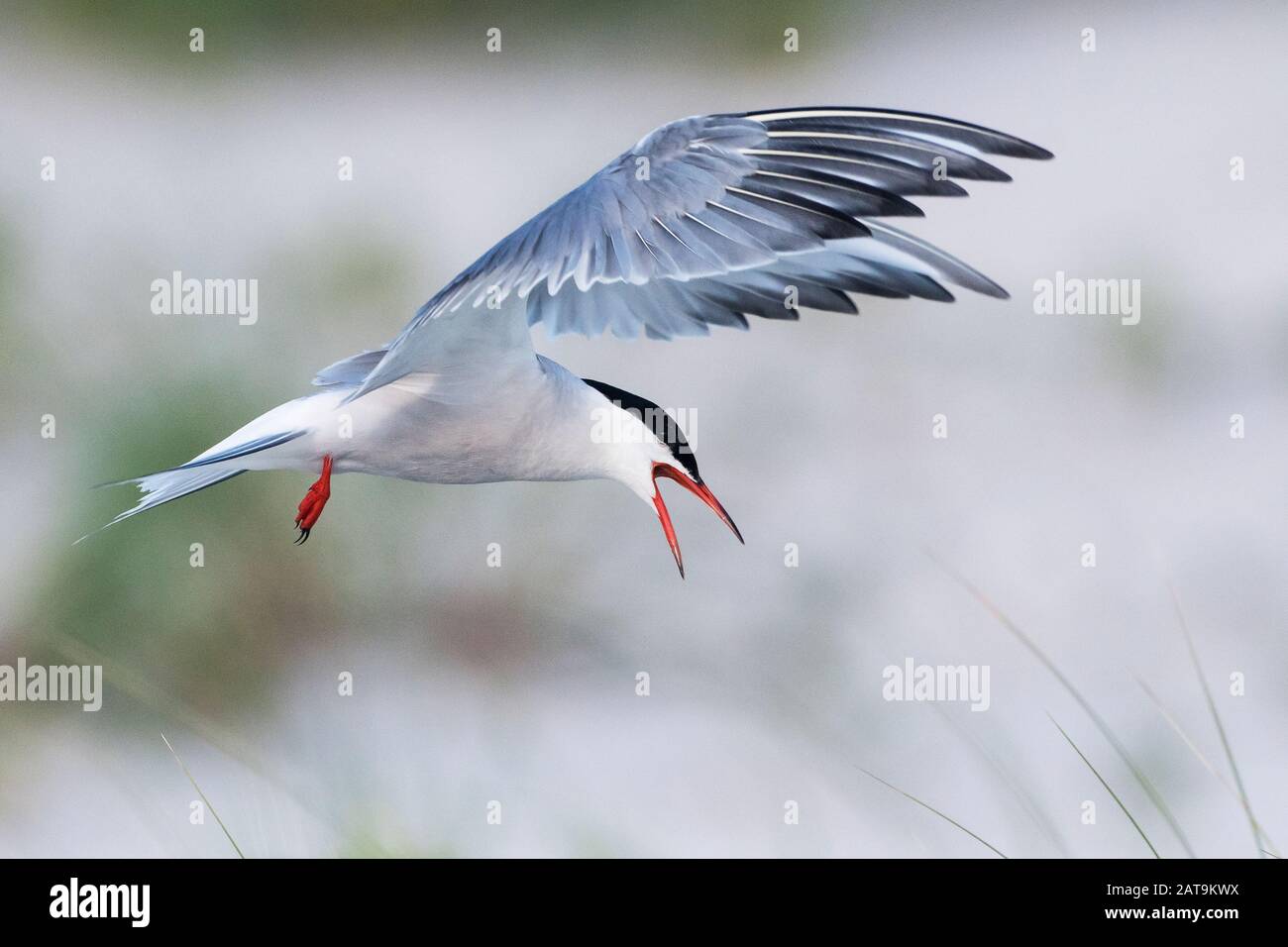 Adult common tern in flight Stock Photo - Alamy