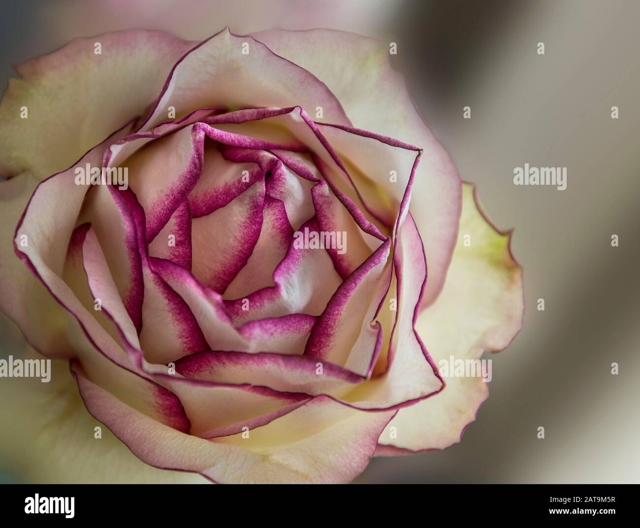 Bright pink flower hi-res stock photography and images - Alamy