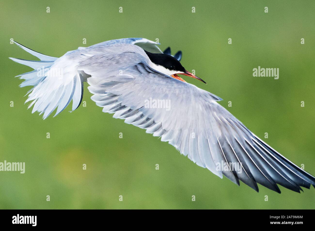 Adult common tern in flight Stock Photo - Alamy