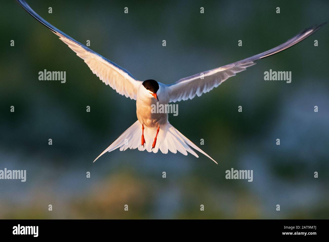 Adult common tern in flight Stock Photo - Alamy