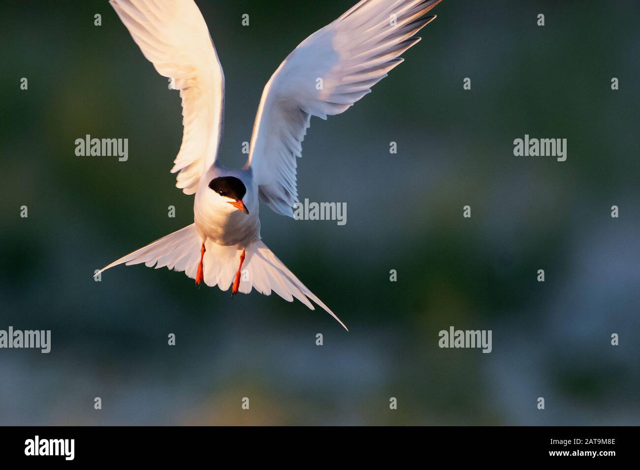 Adult common tern in flight Stock Photo - Alamy