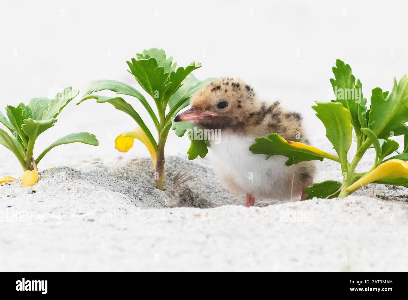 Common tern chick in nest hollow Stock Photo - Alamy