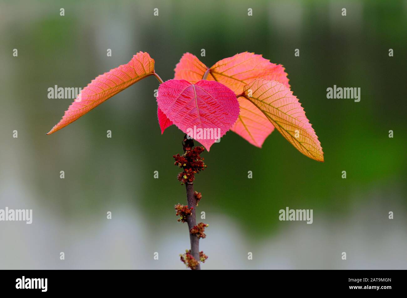Folded leaves hi-res stock photography and images - Alamy