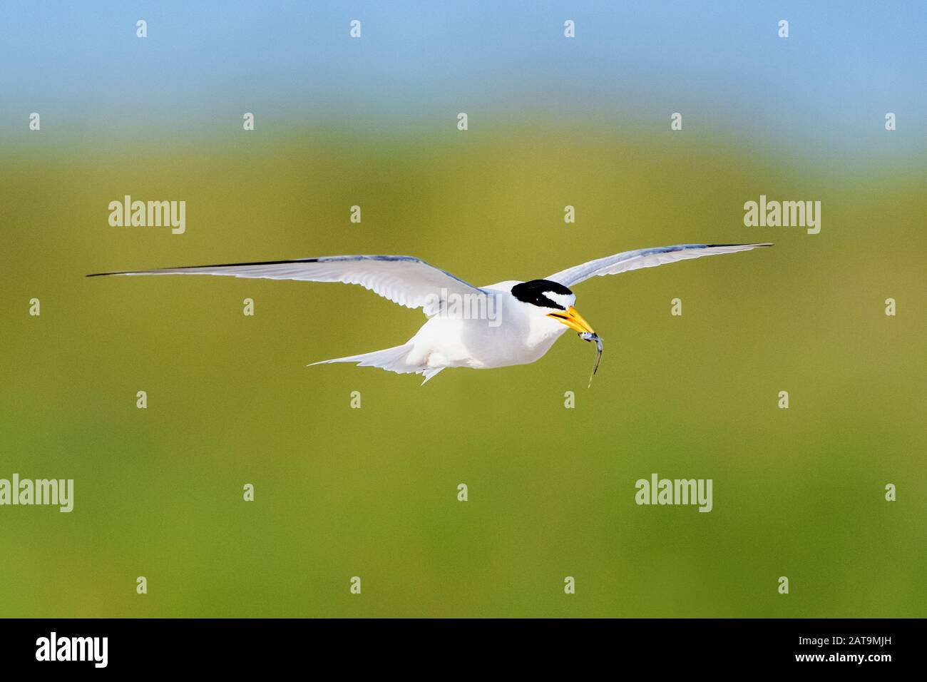 Least Tern Flying