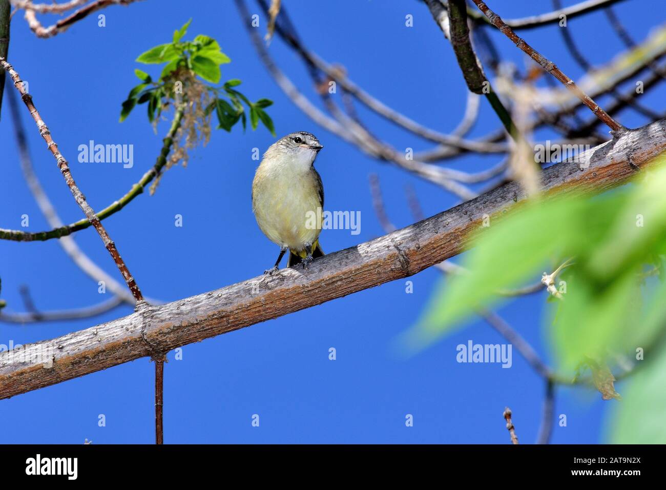 Weebill hi-res stock photography and images - Alamy