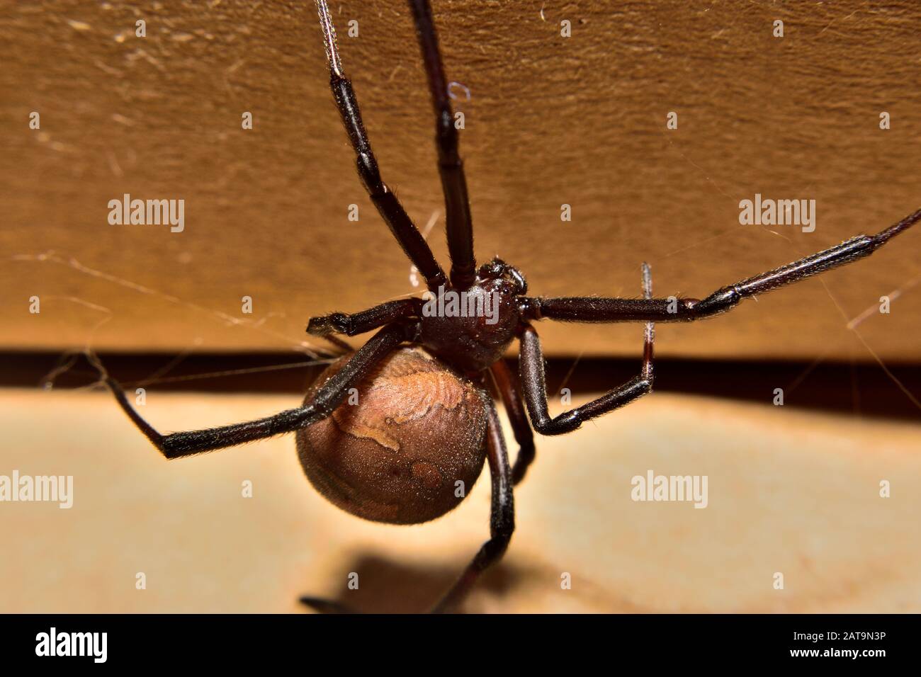 Black widow spider female close up hi-res stock photography and images ...