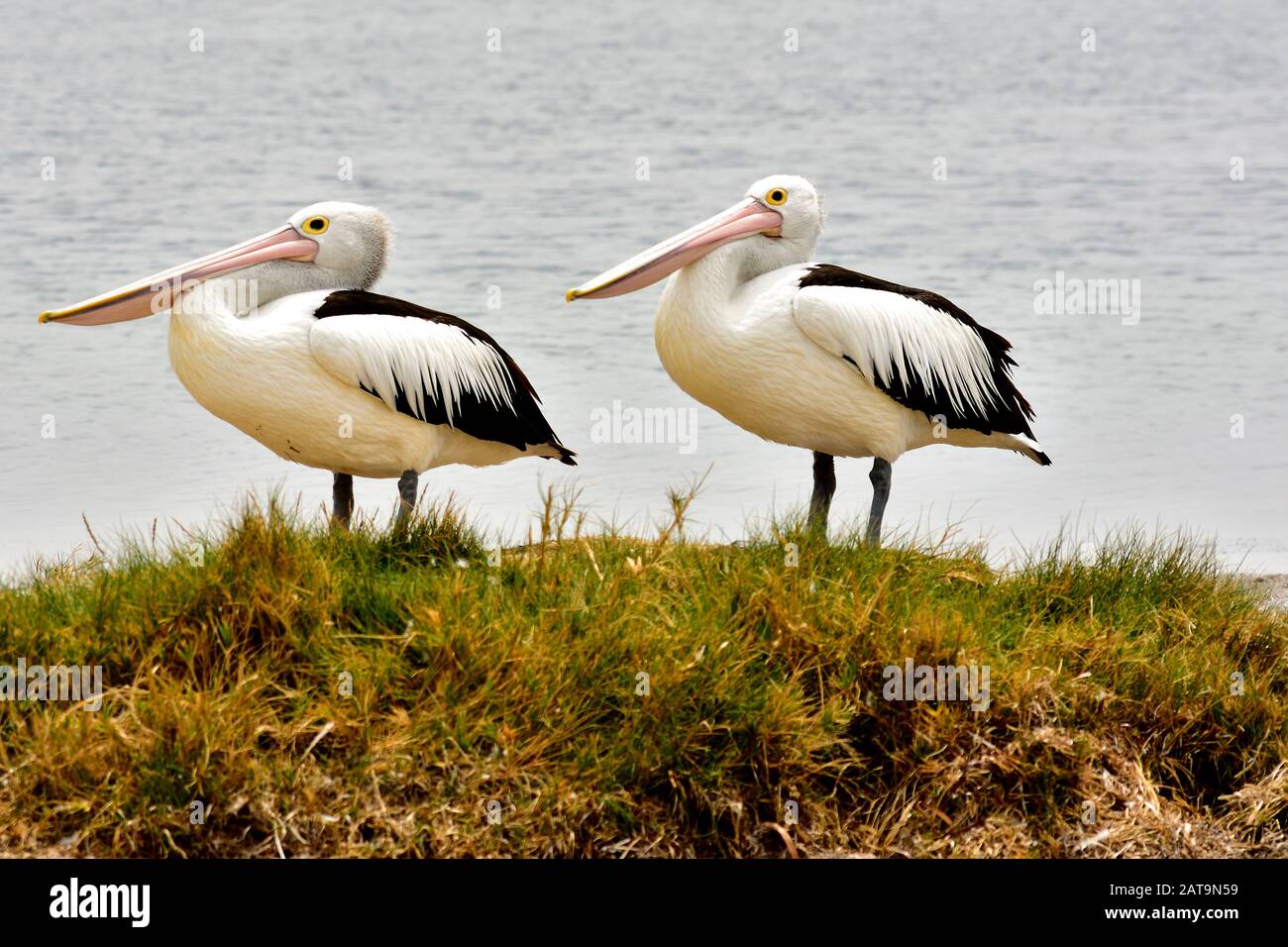 Pelican resting posture hi-res stock photography and images - Alamy