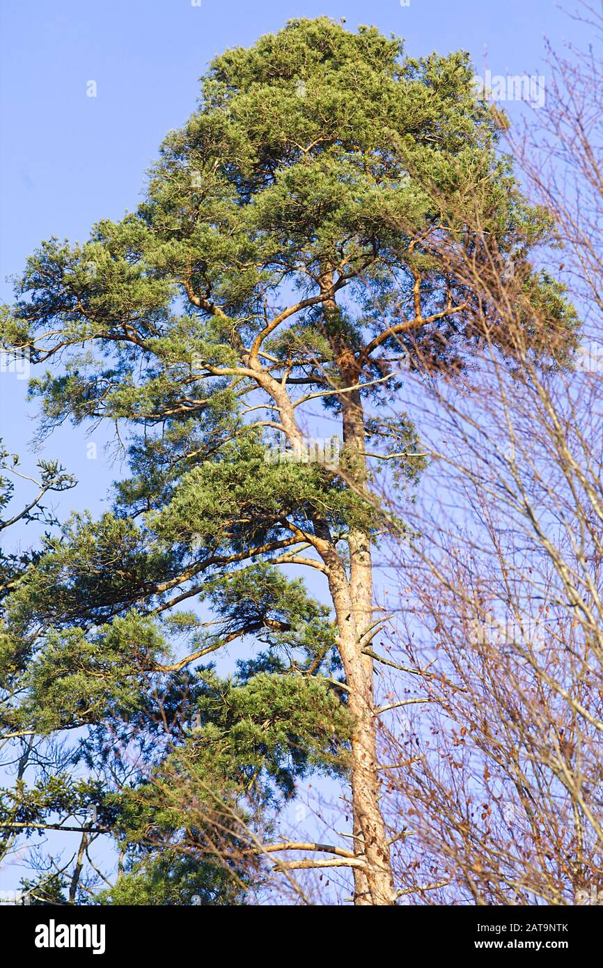 Pinus pinea branch hi-res stock photography and images - Alamy Pinus pinea branch hi-res stock photography and images - Alamy