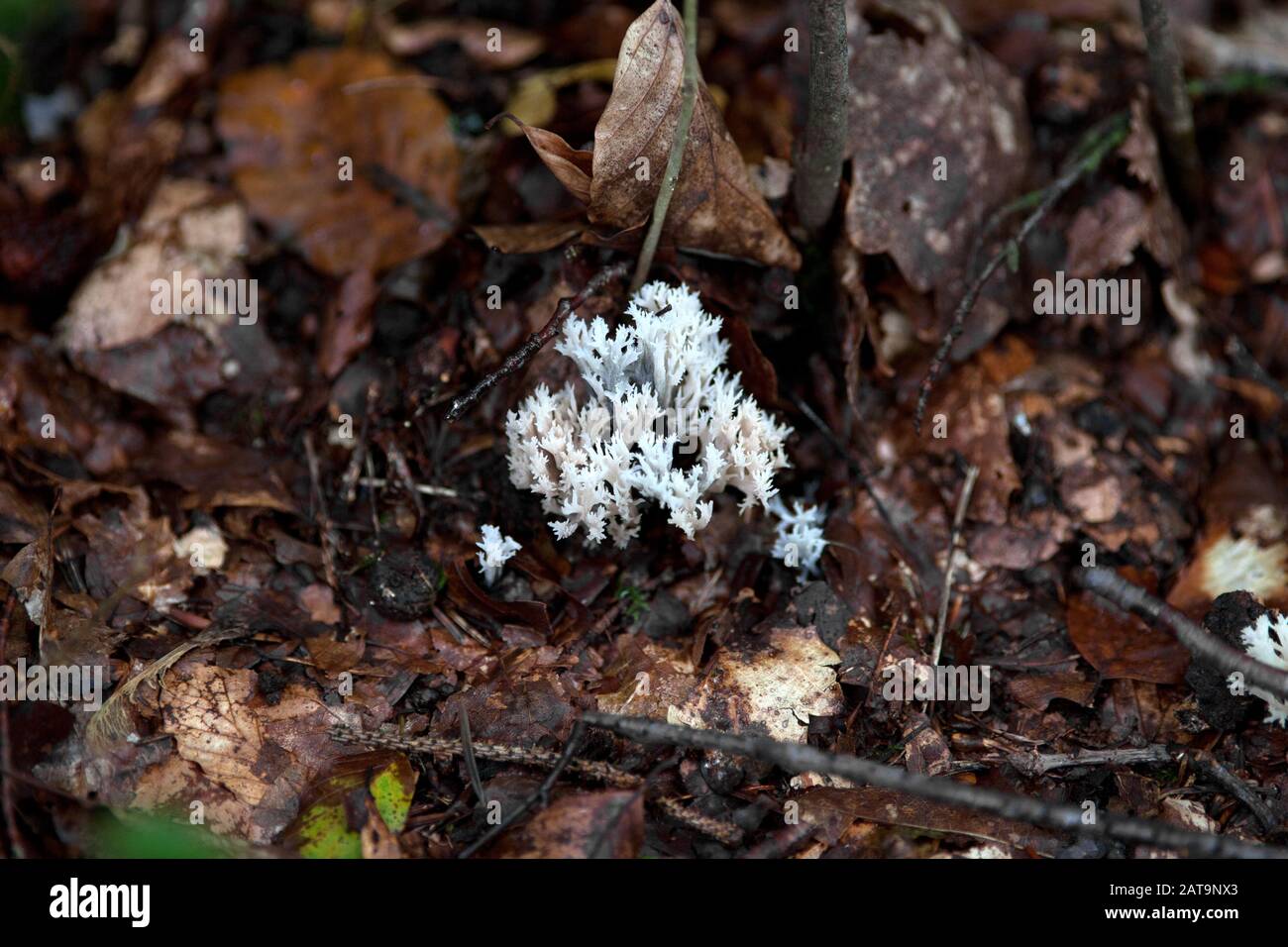 Coral fungus ramaria pallida hi-res stock photography and images - Alamy
