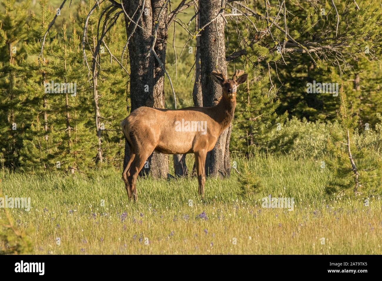 Raghorn hi-res stock photography and images - Alamy
