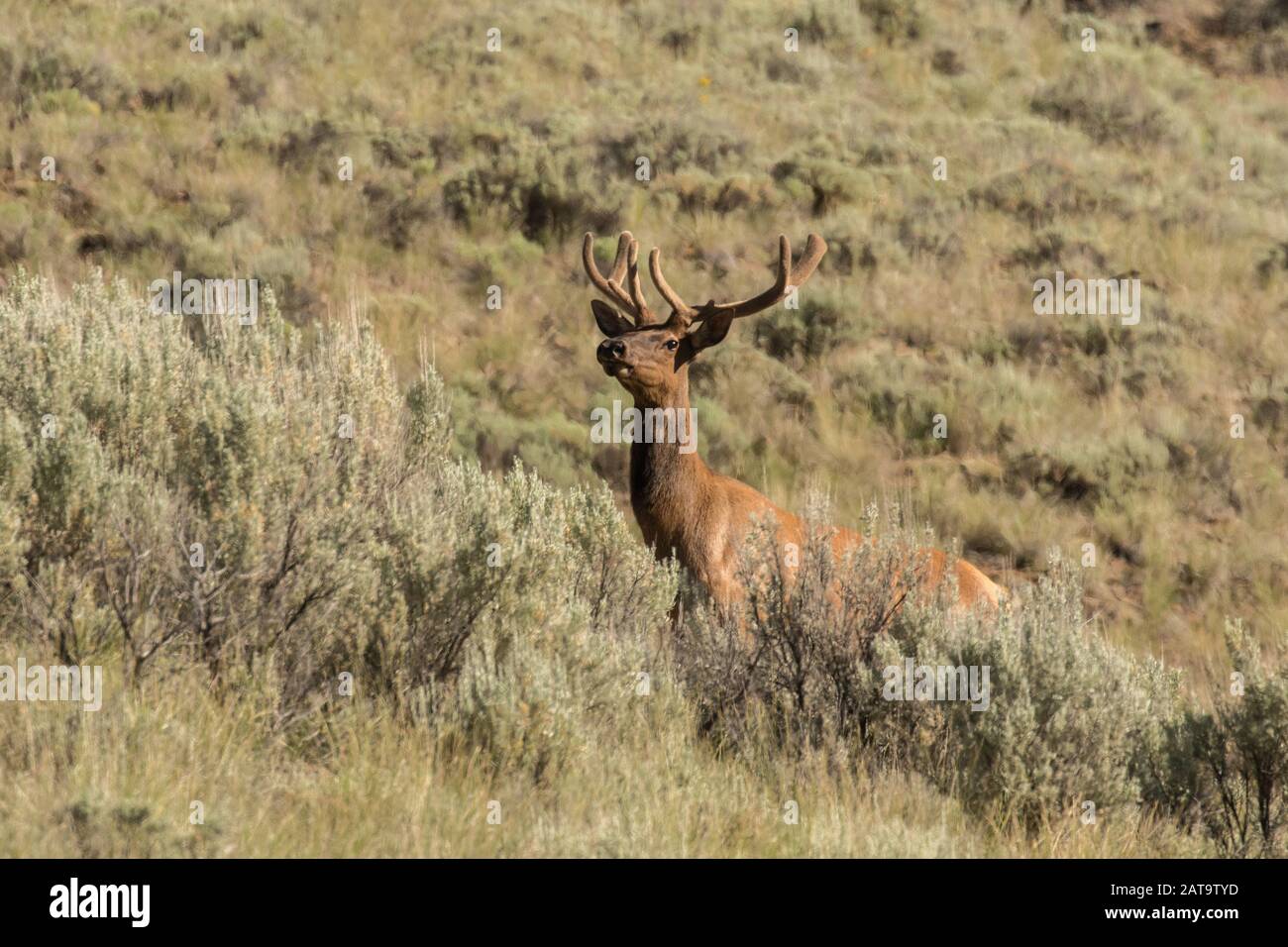 Raghorn hi-res stock photography and images - Alamy