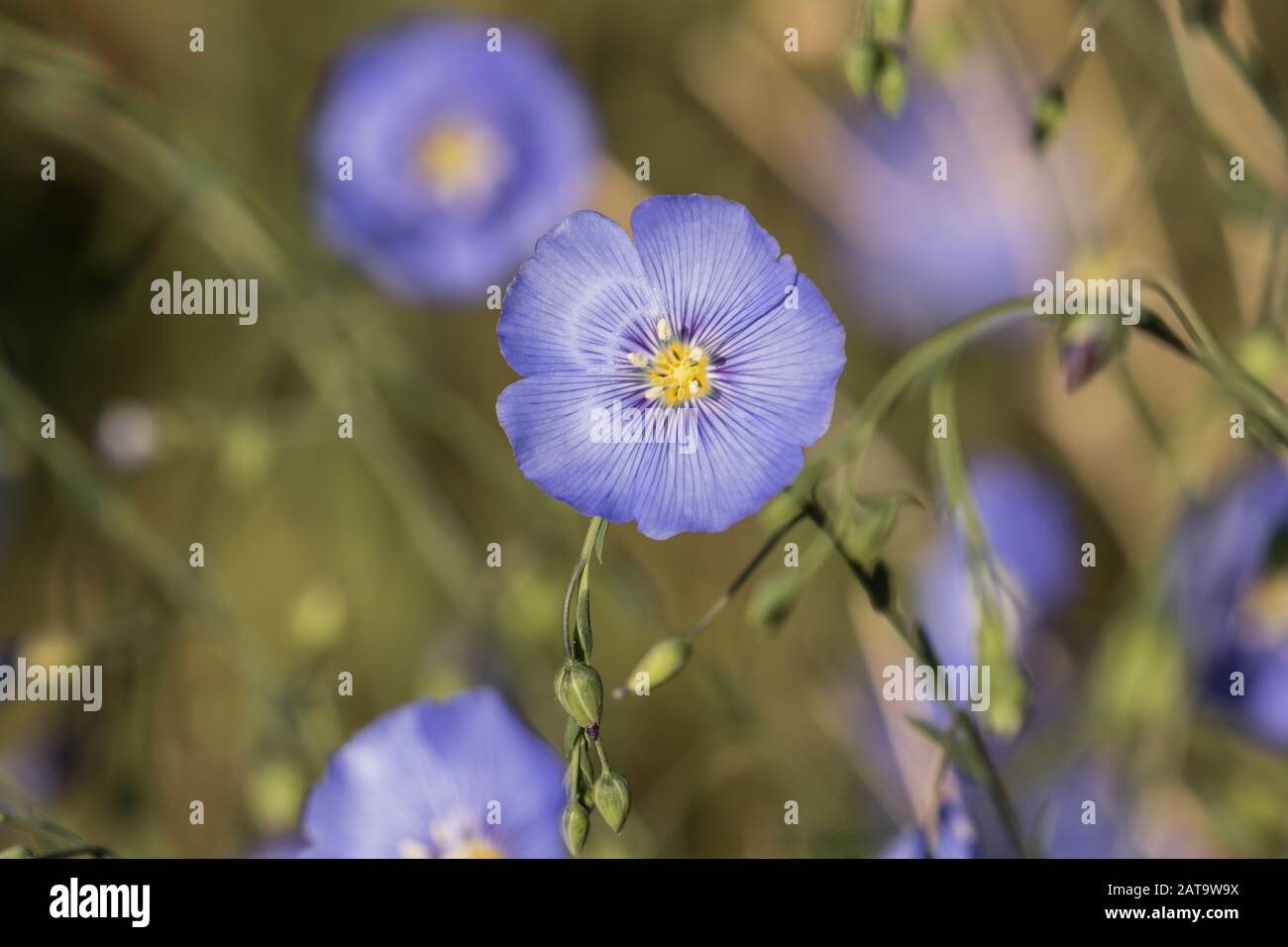 Blue flax hi-res stock photography and images - Alamy