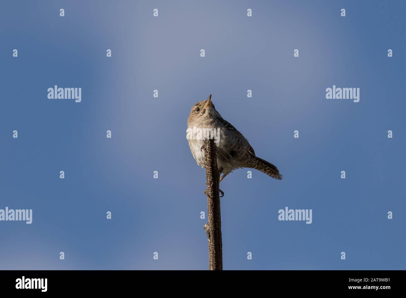 Singing House Wren Stock Photo - Alamy