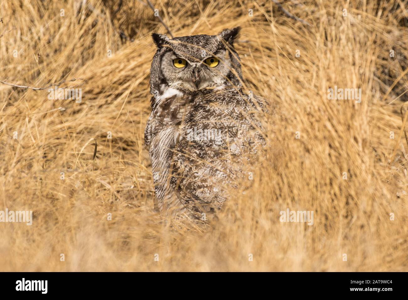 Golden owl hunt hi-res stock photography and images - Alamy