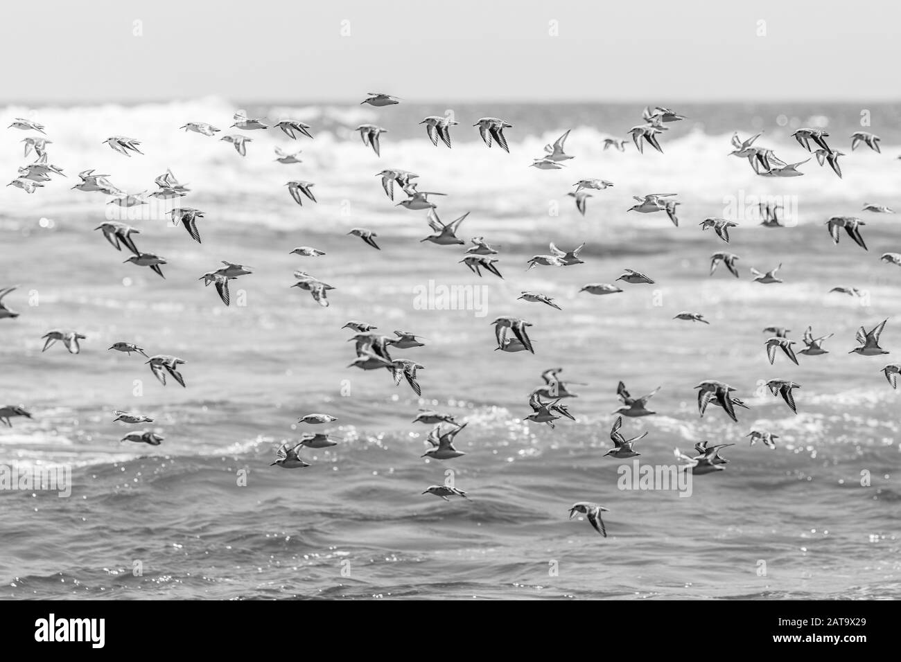 Thousands in a flock Black and White Stock Photos & Images - Alamy