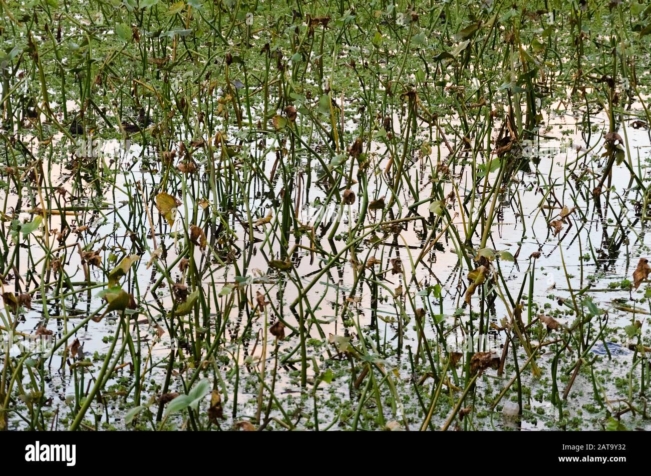 Unusual water reflections hi-res stock photography and images - Alamy