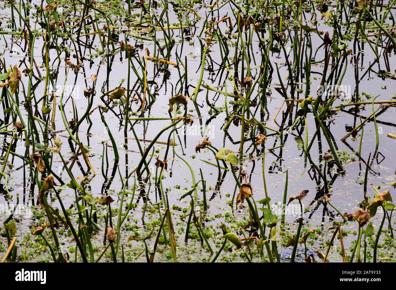 Nature detail: image of an aquatic surface with vegetation and ...