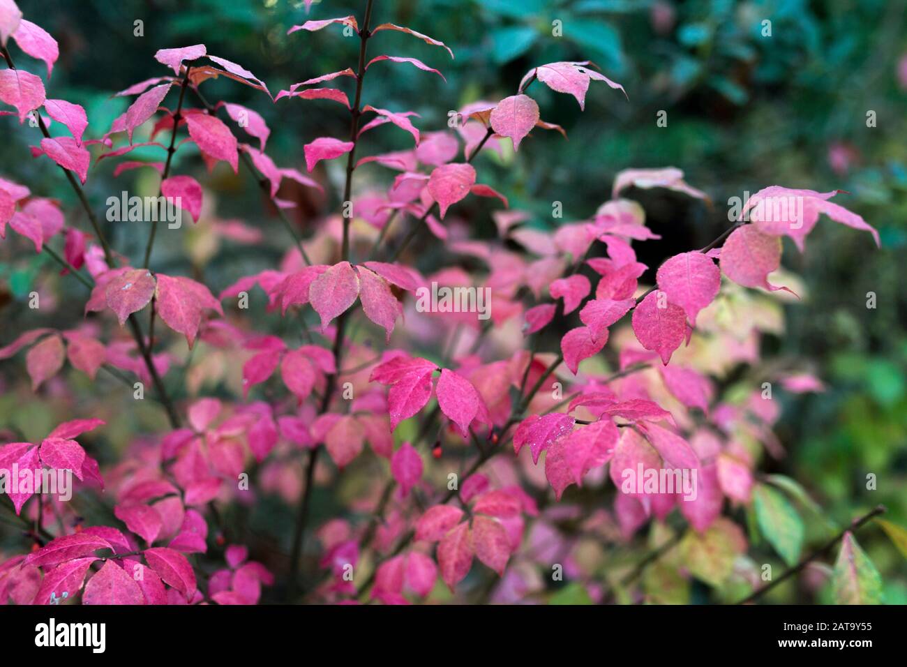 New jersey plant hi-res stock photography and images - Alamy