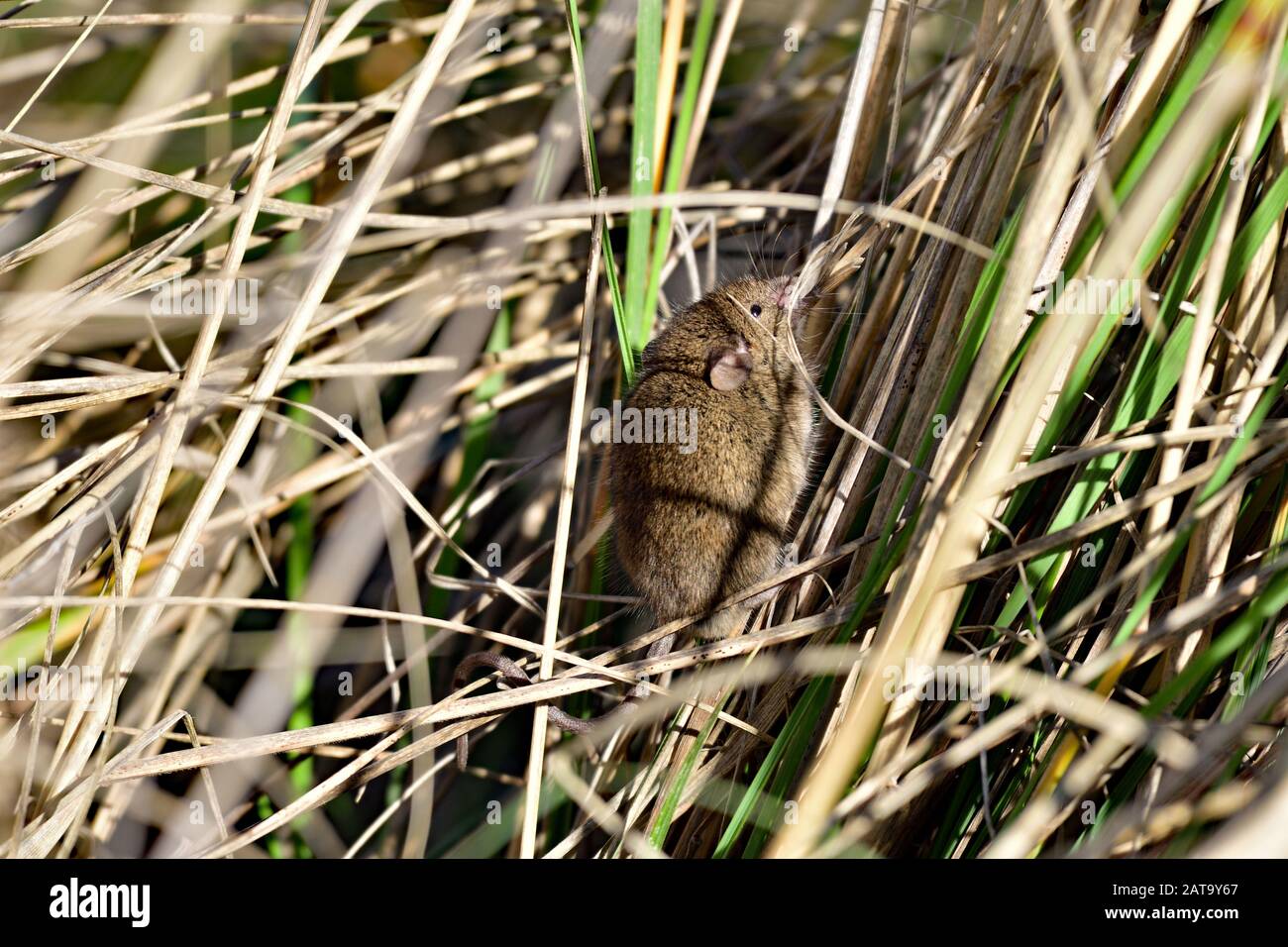 Rat and computer mouse hi-res stock photography and images - Alamy