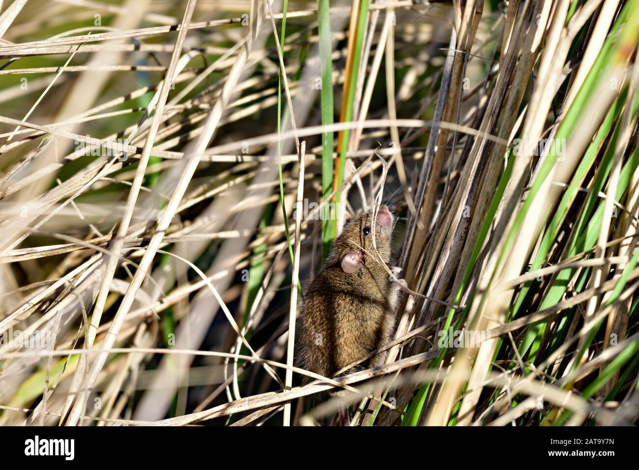 Peromyscus hi-res stock photography and images - Alamy
