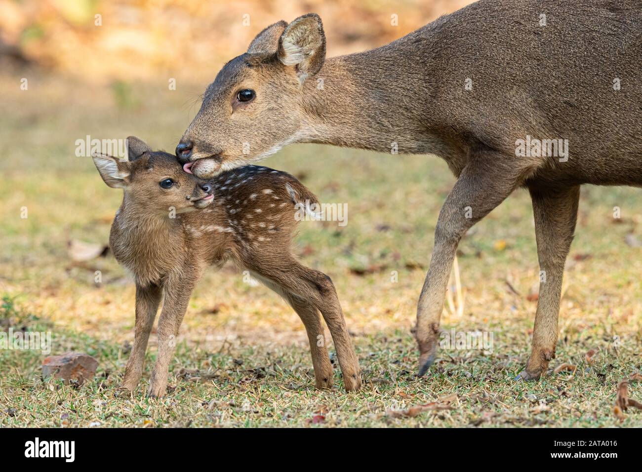 Female hog deer is cleaning her calf in a park Stock Photo - Alamy