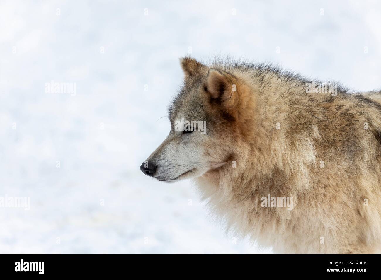Grey wolf (Canis lupus) also known in north america as Timber wolf in ...