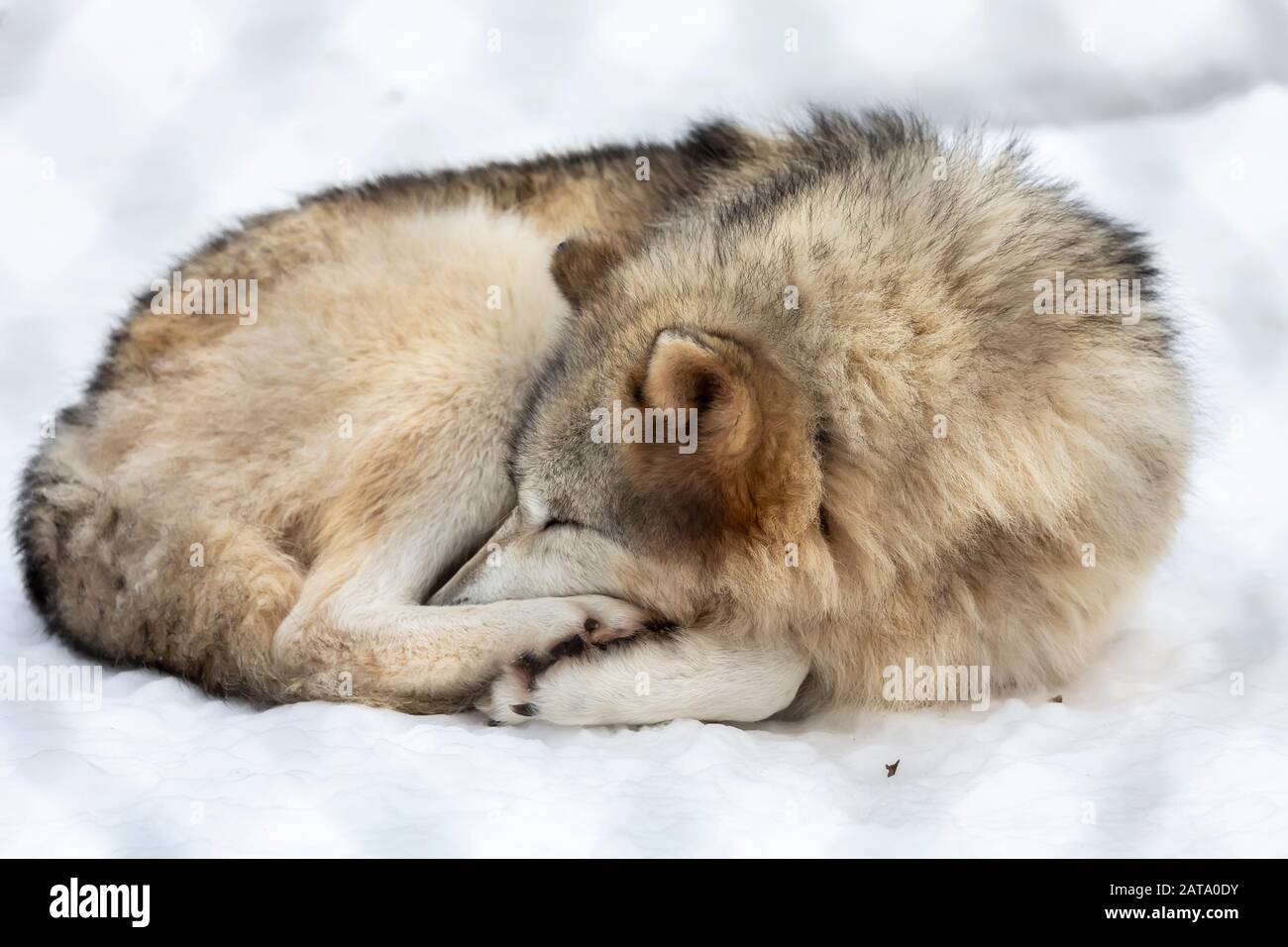 Grey wolf (Canis lupus) also known in north america as Timber wolf in ...