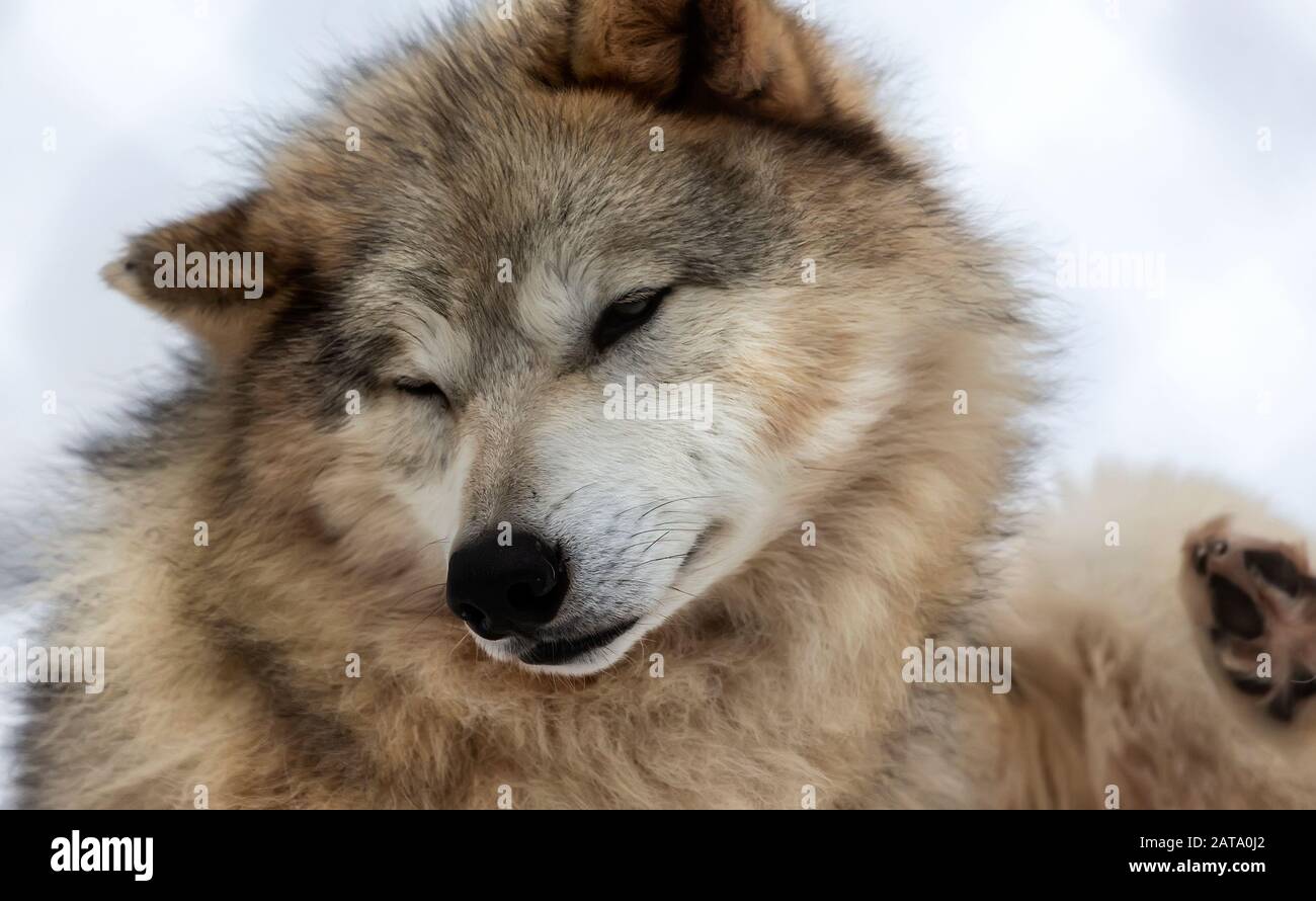 Grey wolf (Canis lupus) also known in north america as Timber wolf in ...