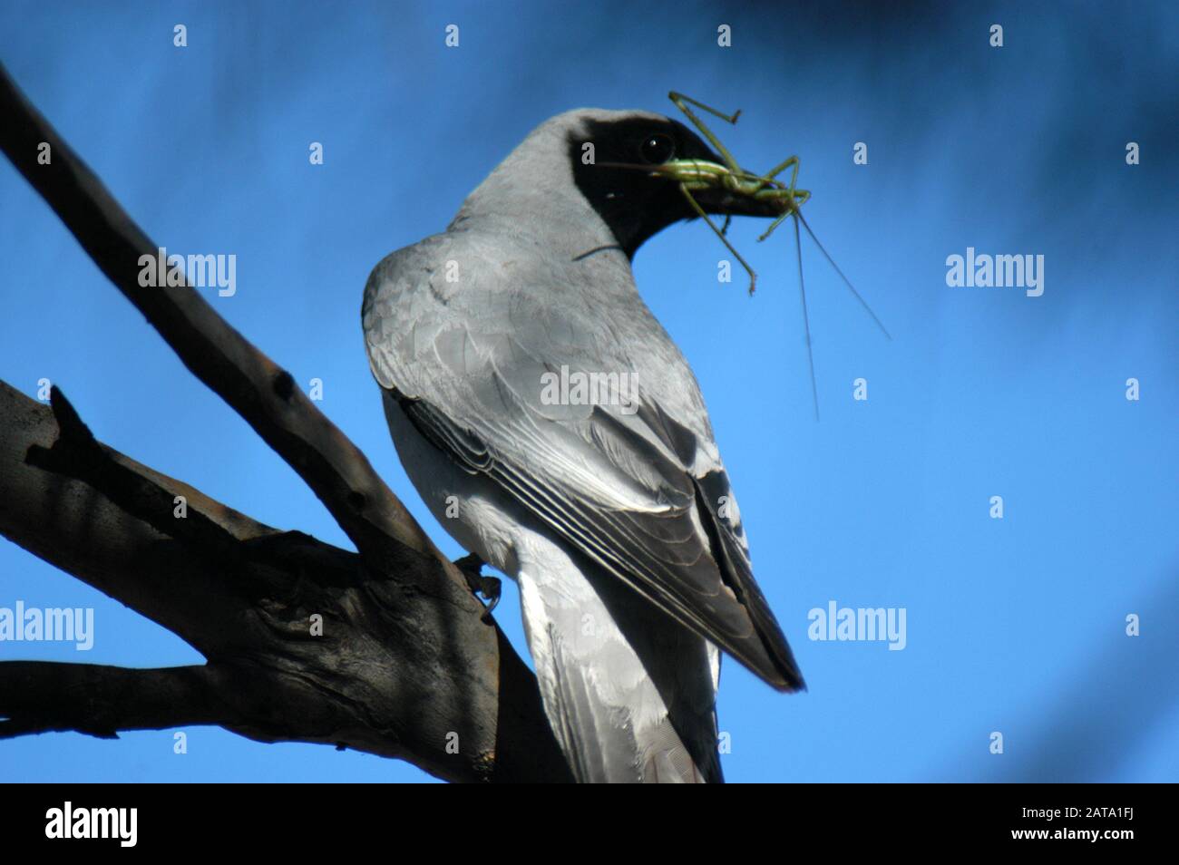 Black face cuckoo shrike (Coracina novaehollandiae) with grasshopper in ...