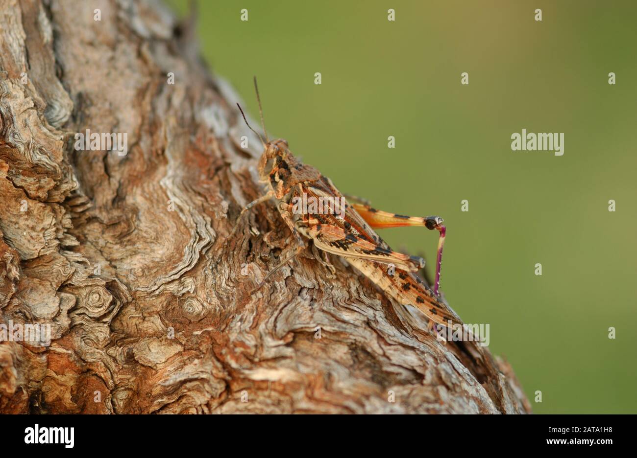 Camouflaged insects hi-res stock photography and images - Alamy