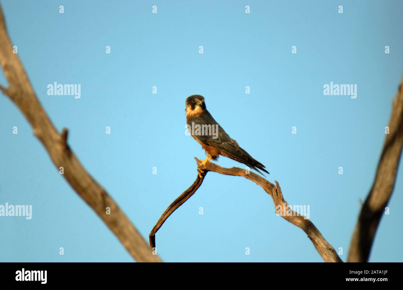 The Australian hobby (Falco longipennis), also known as the little ...