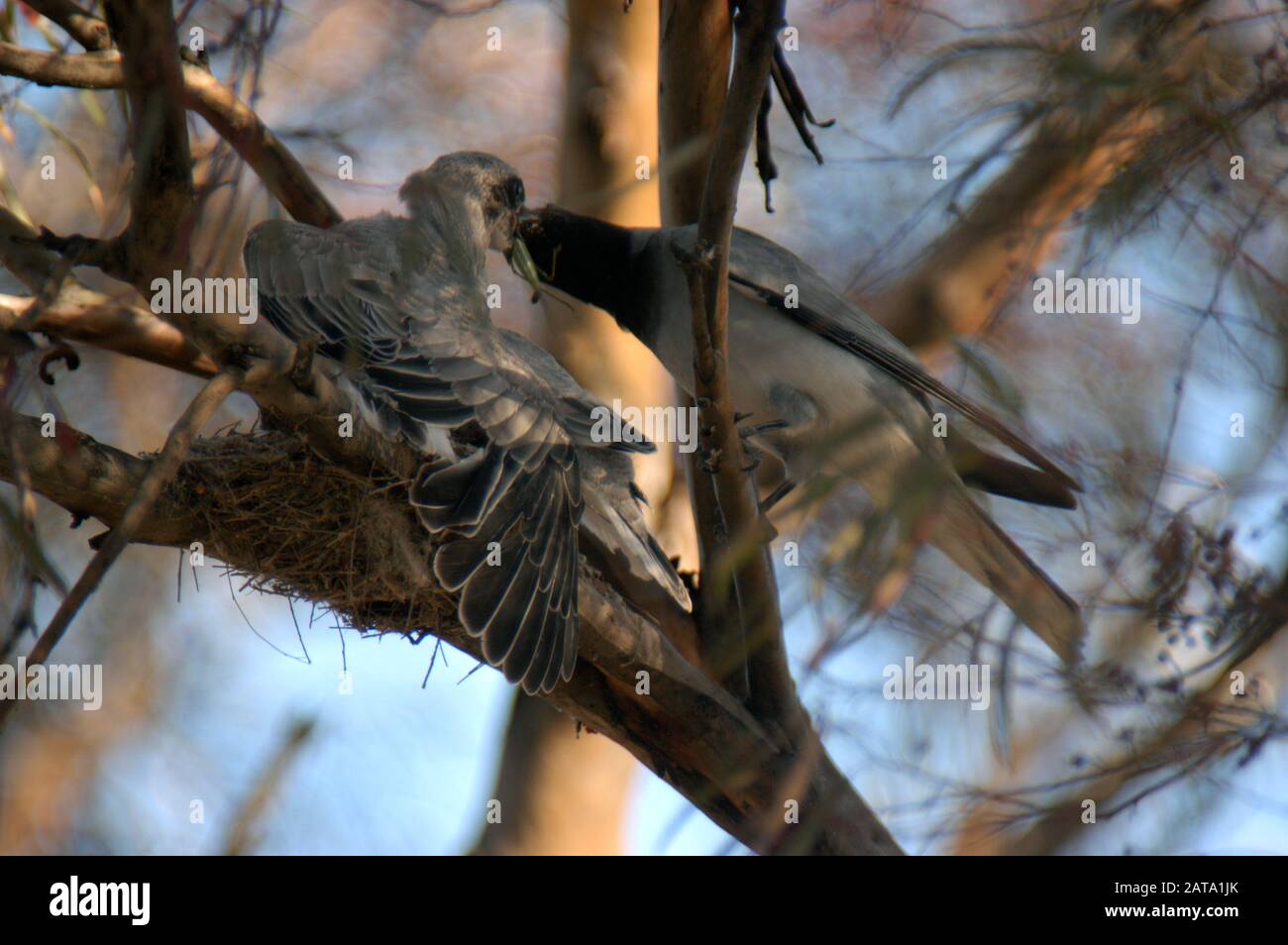 Black face cuckoo shrike (Coracina novaehollandiae) chick in the nest ...