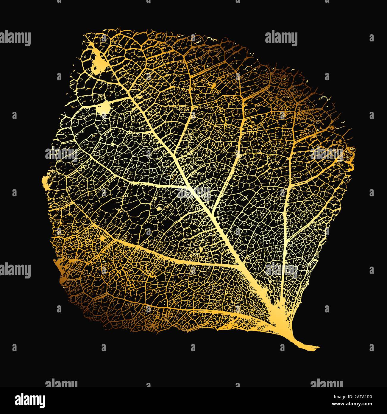 Vector Poplar Leaf Structure Skeletons with Veins Stock Vector Image ...