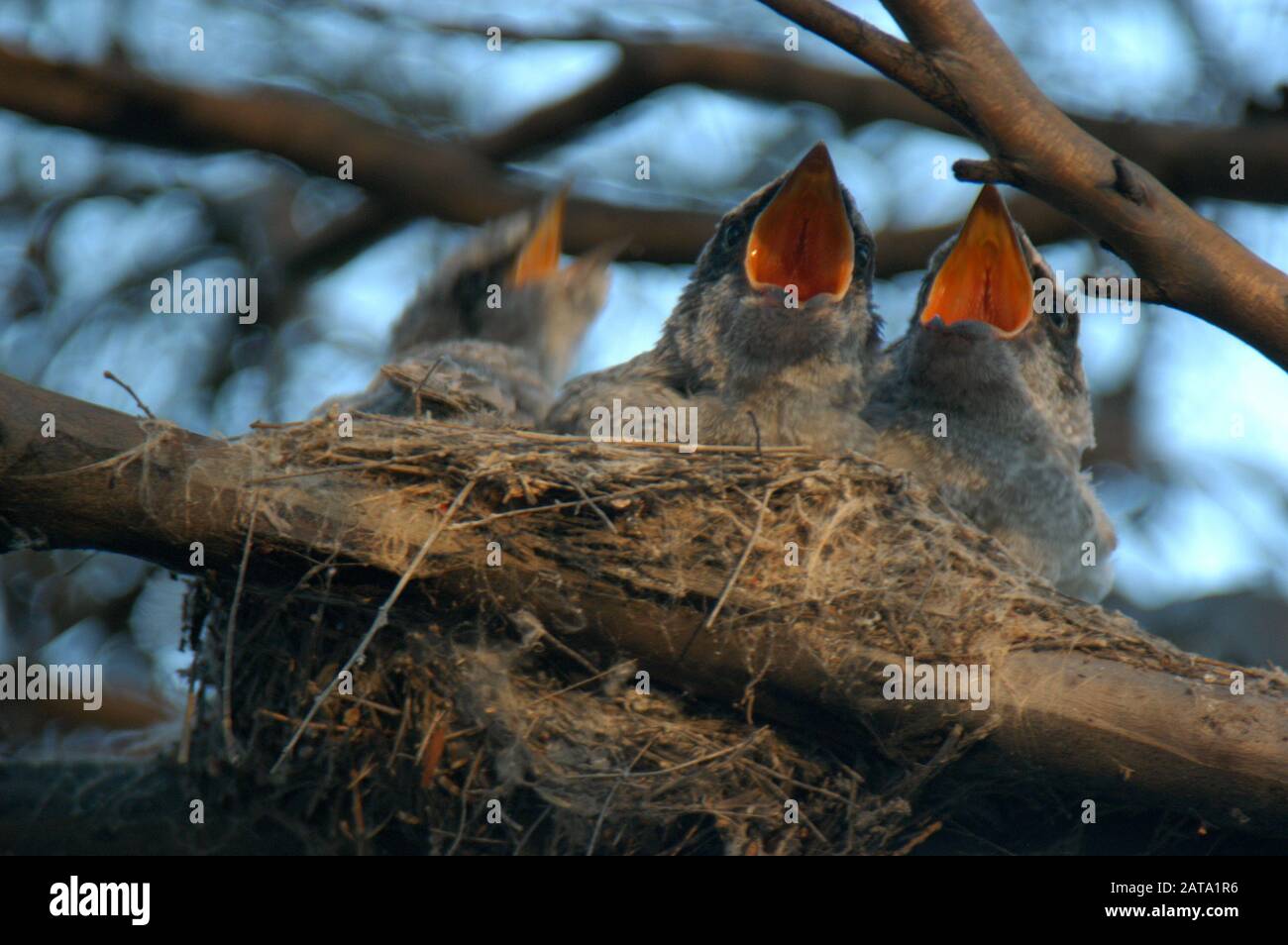 Black face cuckoo shrike (Coracina novaehollandiae) chicks in the nest ...