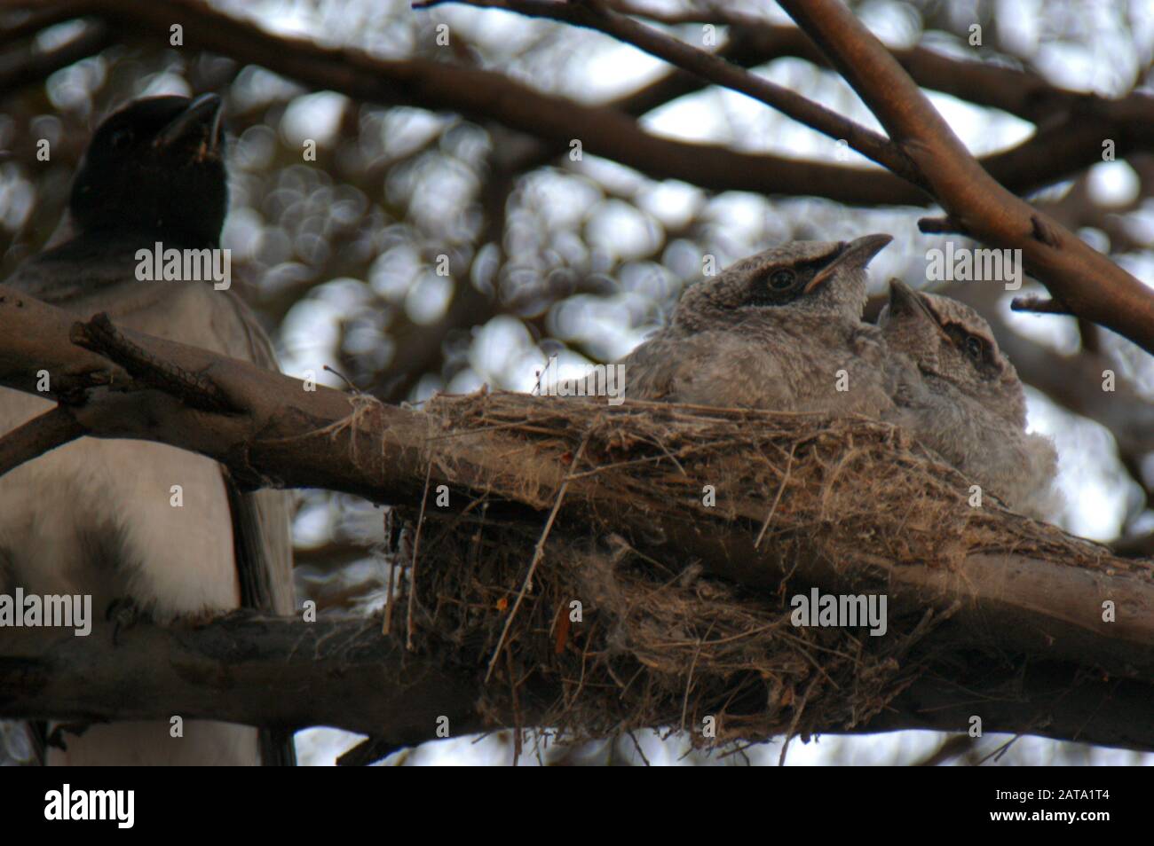 Black face cuckoo shrike (Coracina novaehollandiae) chicks in the nest ...