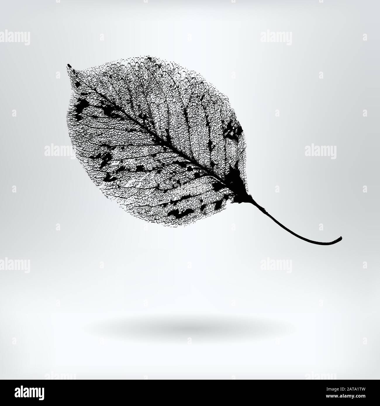 Vector Pear-tree Leaf Structure Skeletons with Veins Stock Vector Image ...