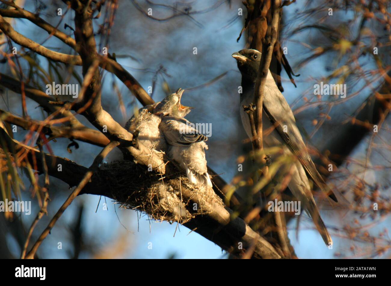 Black face cuckoo shrike (Coracina novaehollandiae) chicks in the nest ...