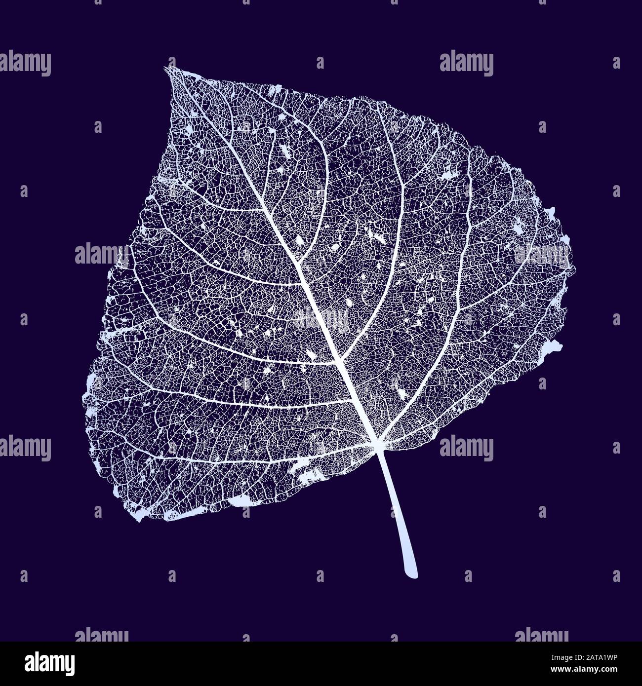 Vector Poplar Leaf Structure Skeletons with Veins Stock Vector Image ... Vector Poplar Leaf Structure Skeletons with Veins Stock Vector Image ...